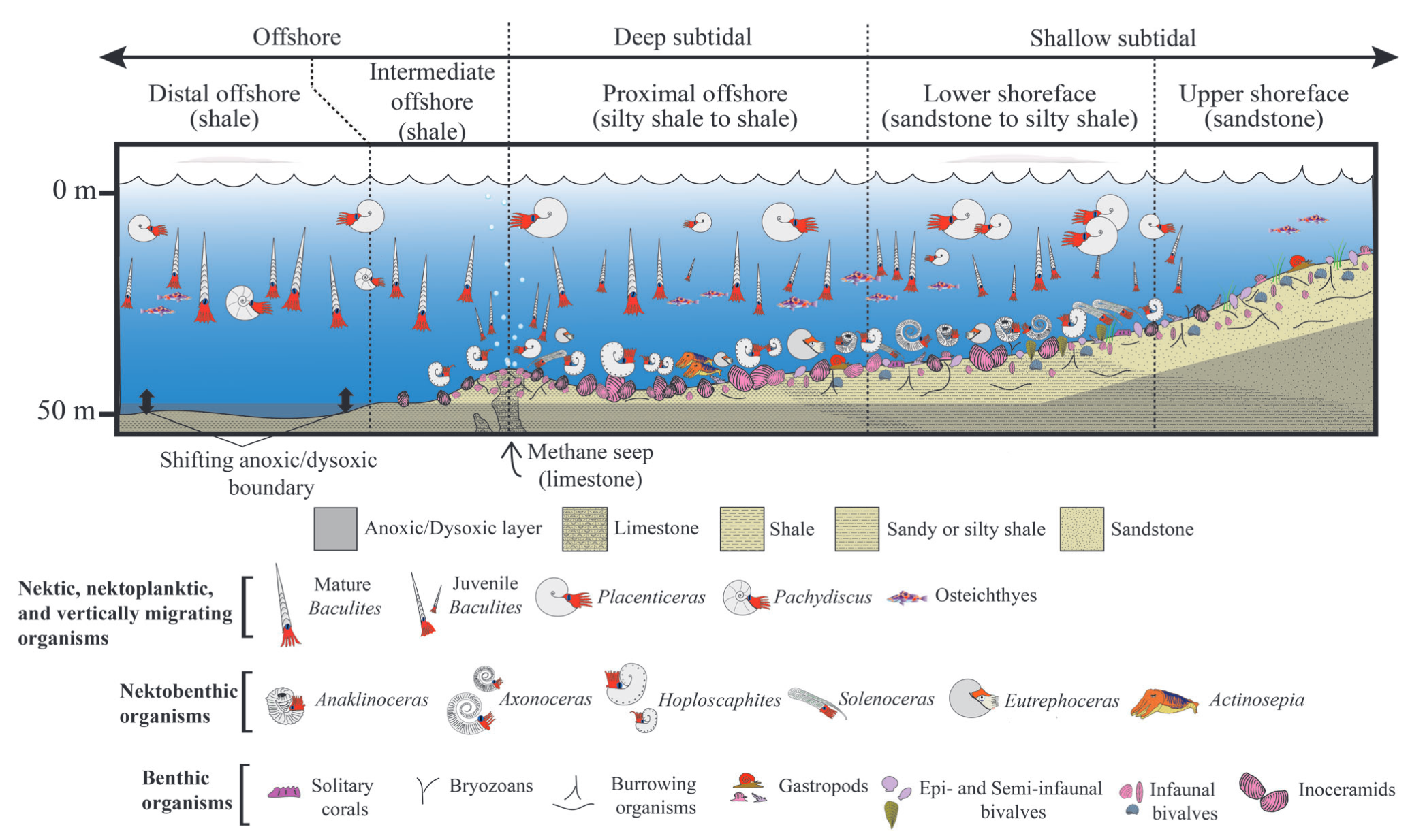 Recent advances in heteromorph ammonoid palaeobiology | Geochemistry of ...